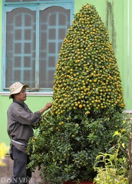 Quất cảnh tạo hình khỉ, rồng, lân… “siêu độc” ở miền Tây