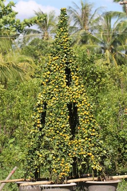 Quất cảnh tạo hình khỉ, rồng, lân… “siêu độc” ở miền Tây