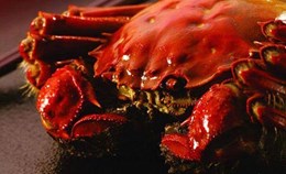 Cua lông Hong Kong tiền triệu cực đắt hút khách Việt