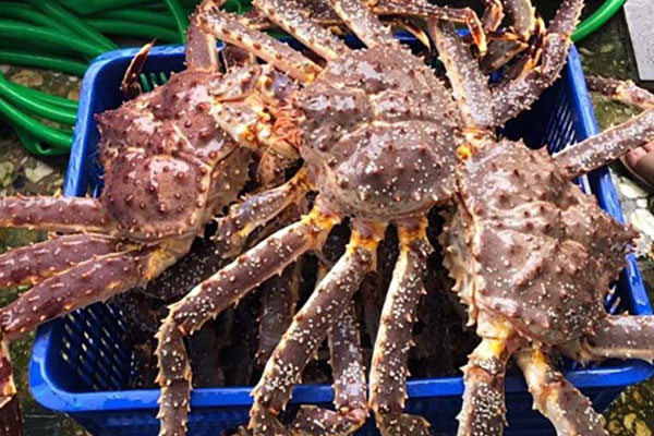 Cua Hoàng đế Alaska siêu rẻ, dân Hà Nội ồ ạt mua về ăn