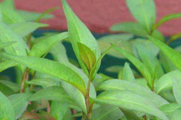 Ăn rau răm có làm yếu sinh lý?