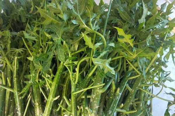 Loại rau có tên lạ bỗng lên cơn sốt, dân buôn ngày bán cả trăm cành giống