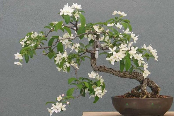 Trong nhà trồng 4 cây này, con cháu hiếu thảo chăm ngoan, nhiều đời ấm no