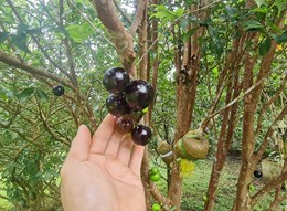Quả nho thân gỗ bán đầy chợ mạng, giá từ 250.000 đồng/kg