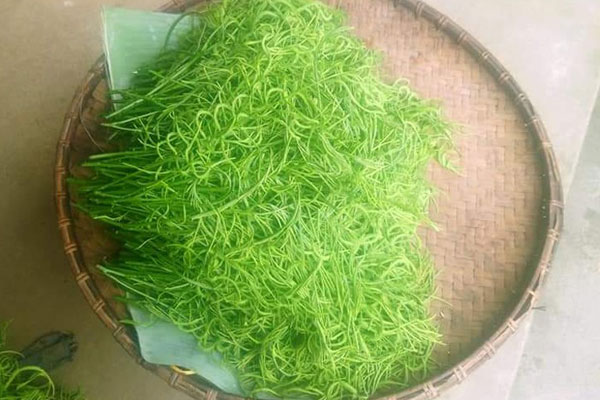 Loại rau dại thành đặc sản giá 100.000 đồng/kg, dân thu không kịp bán